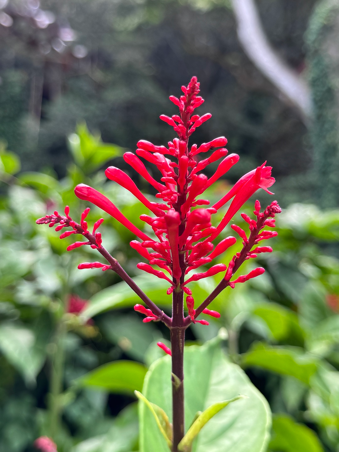 RED SPIKES – Mellow Wanderer