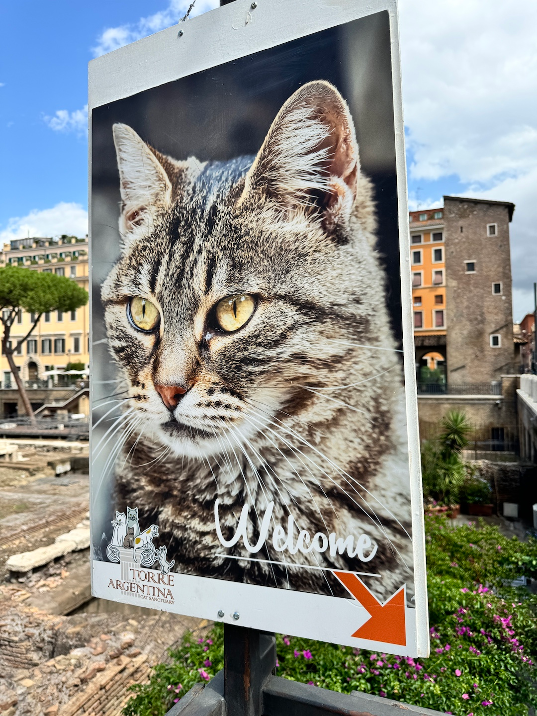 CAT POSTER – Mellow Wanderer